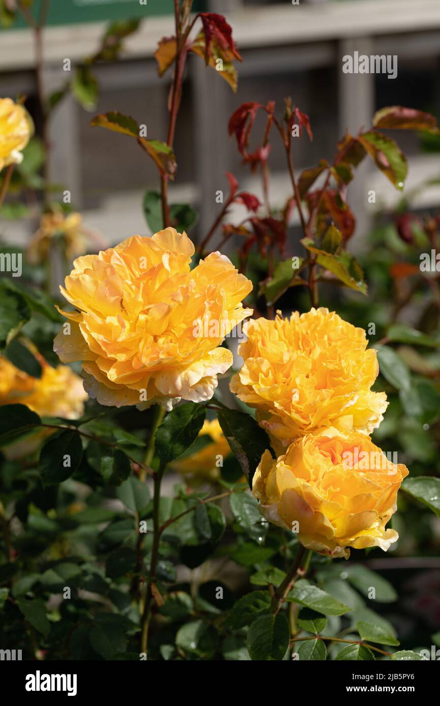 Close up of a beautiful orange / yellow rose bush called Rosa Molineux ...