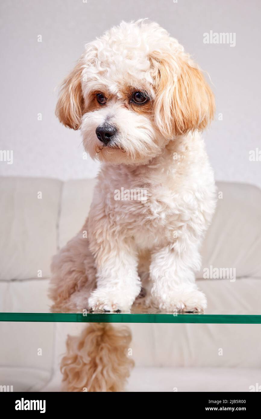 Portrait of a beige Maltipoo puppy stands on a glass table in the room ...