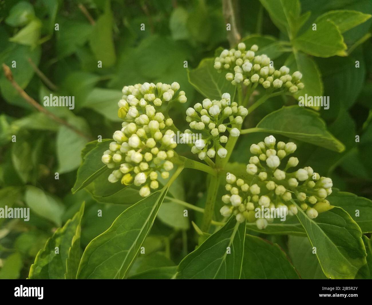Flower buds open flower hi-res stock photography and images - Alamy