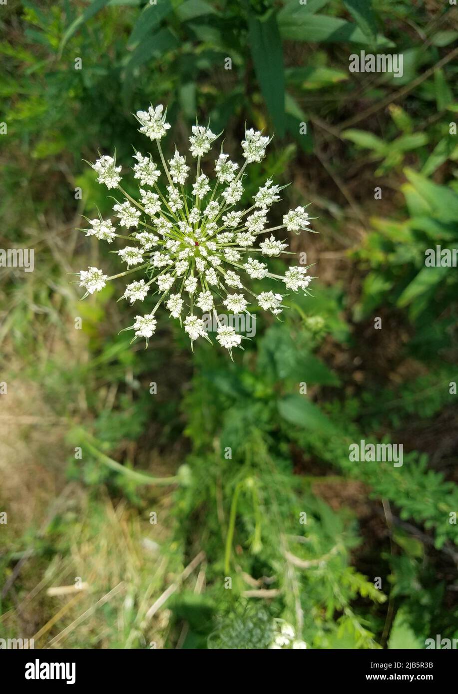 Blooming white wildflower hi-res stock photography and images - Alamy