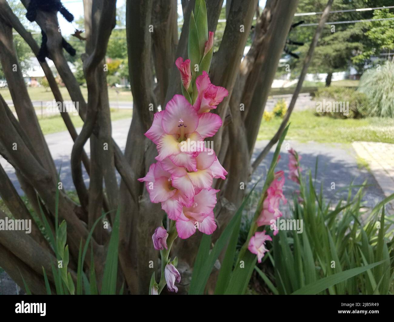 Pink and green tree hi-res stock photography and images - Alamy