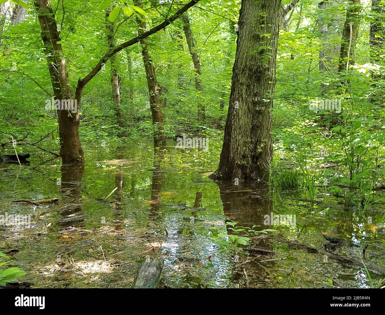 Swamp water hi-res stock photography and images - Alamy