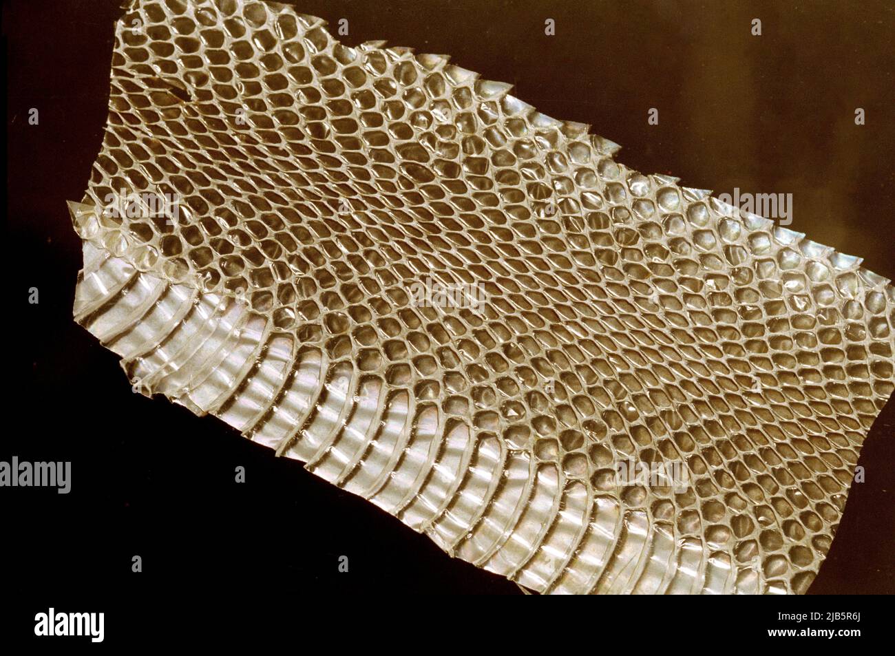 Moult snake hi-res stock photography and images - Alamy