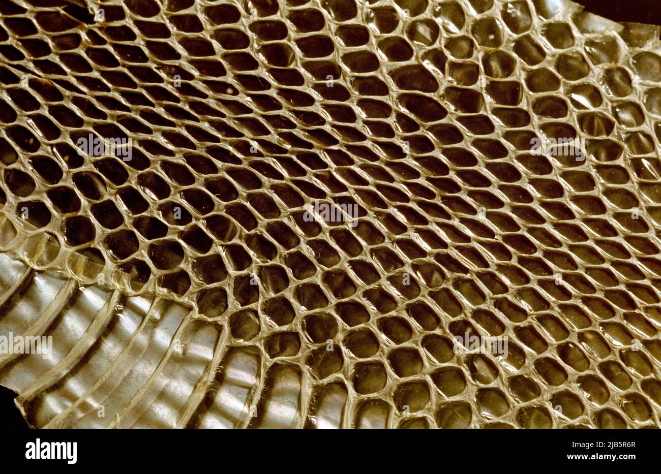Dry snake moult Stock Photo - Alamy