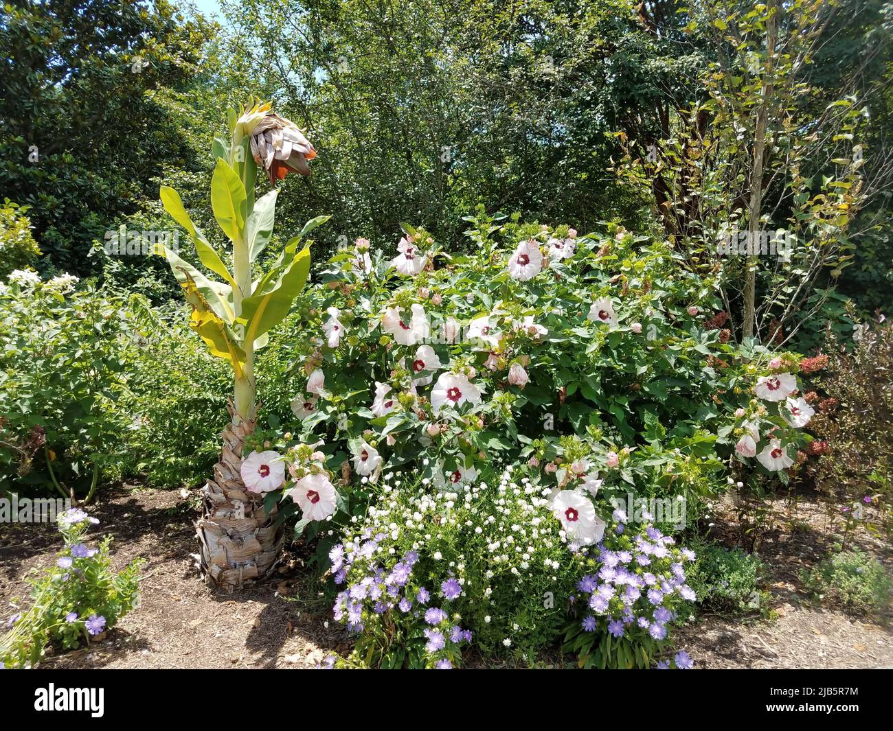 Large flower hi-res stock photography and images - Alamy