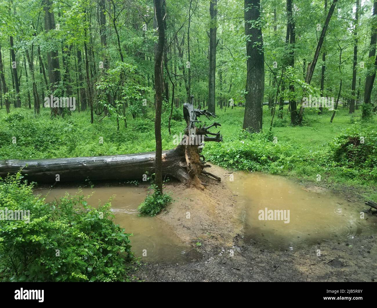 fallen tree and mud puddle in the forest or woods Stock Photo - Alamy