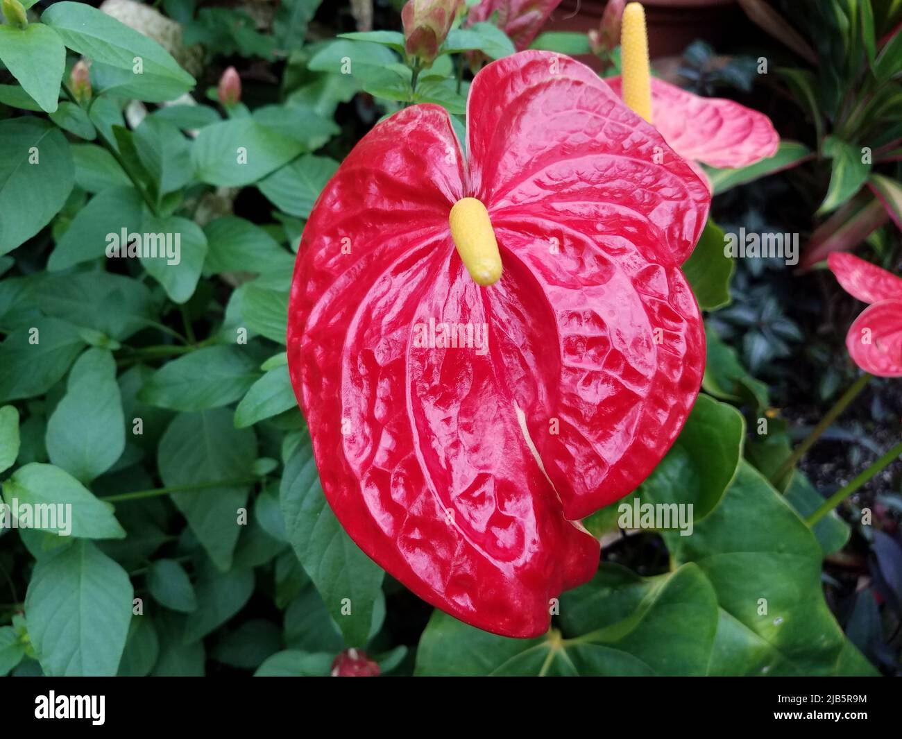 Waxy leaf hi-res stock photography and images - Alamy
