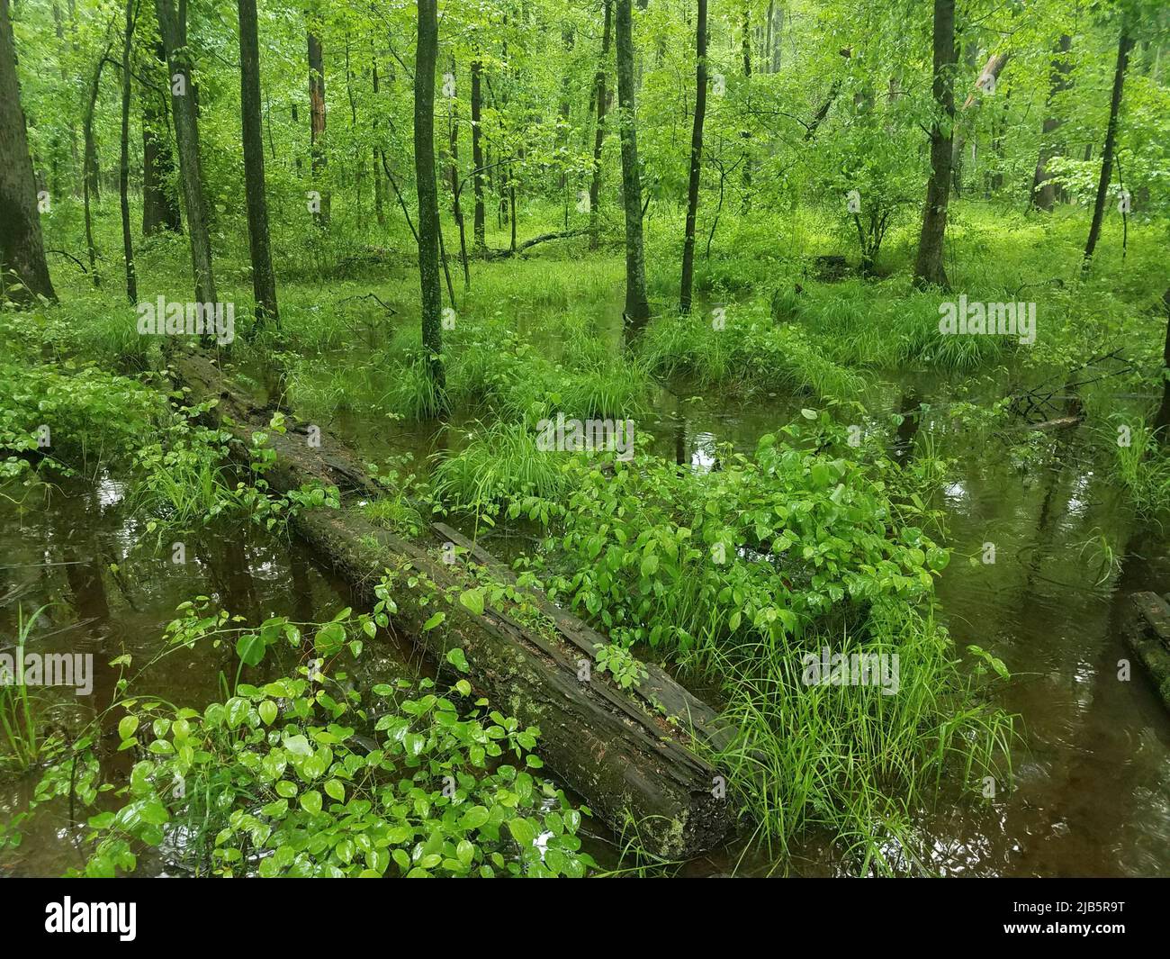 Tree log in water hi-res stock photography and images - Alamy