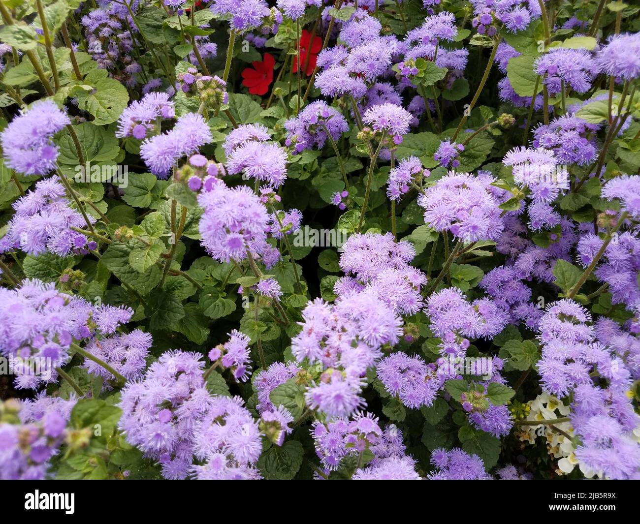 Many petal flower hi-res stock photography and images - Alamy