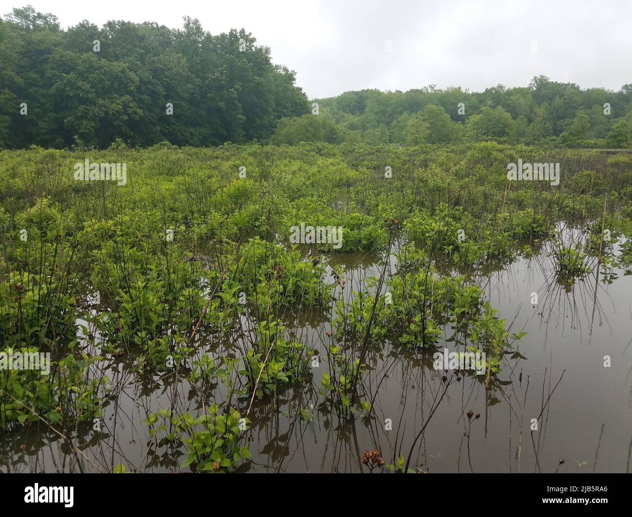 Wet marsh plants hi-res stock photography and images - Alamy
