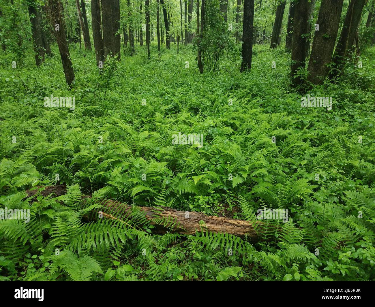 Log fern hi-res stock photography and images - Alamy