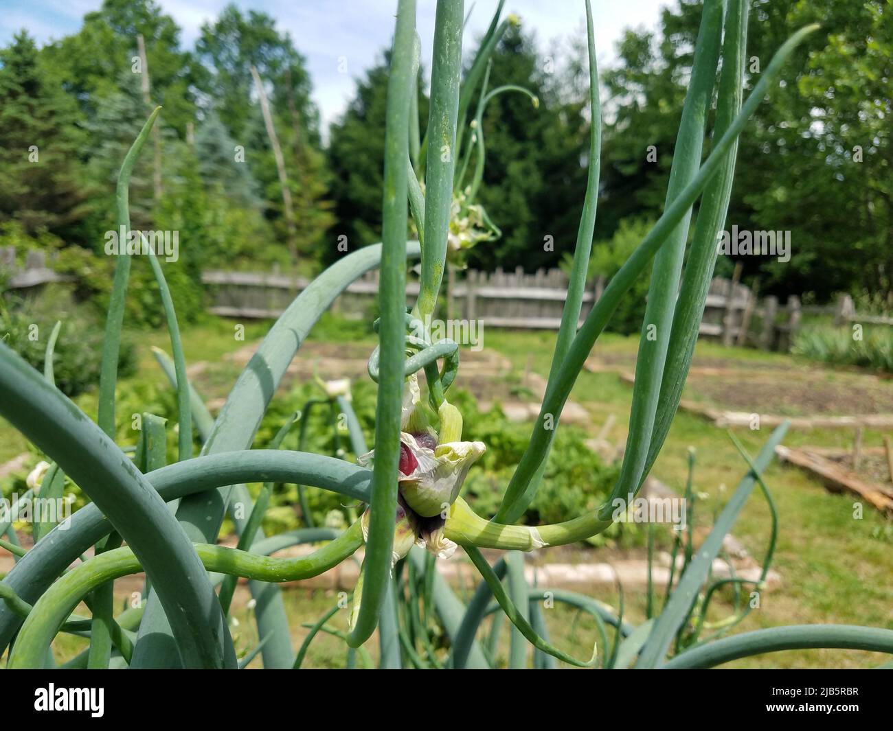 Up close garden plant hi-res stock photography and images - Alamy