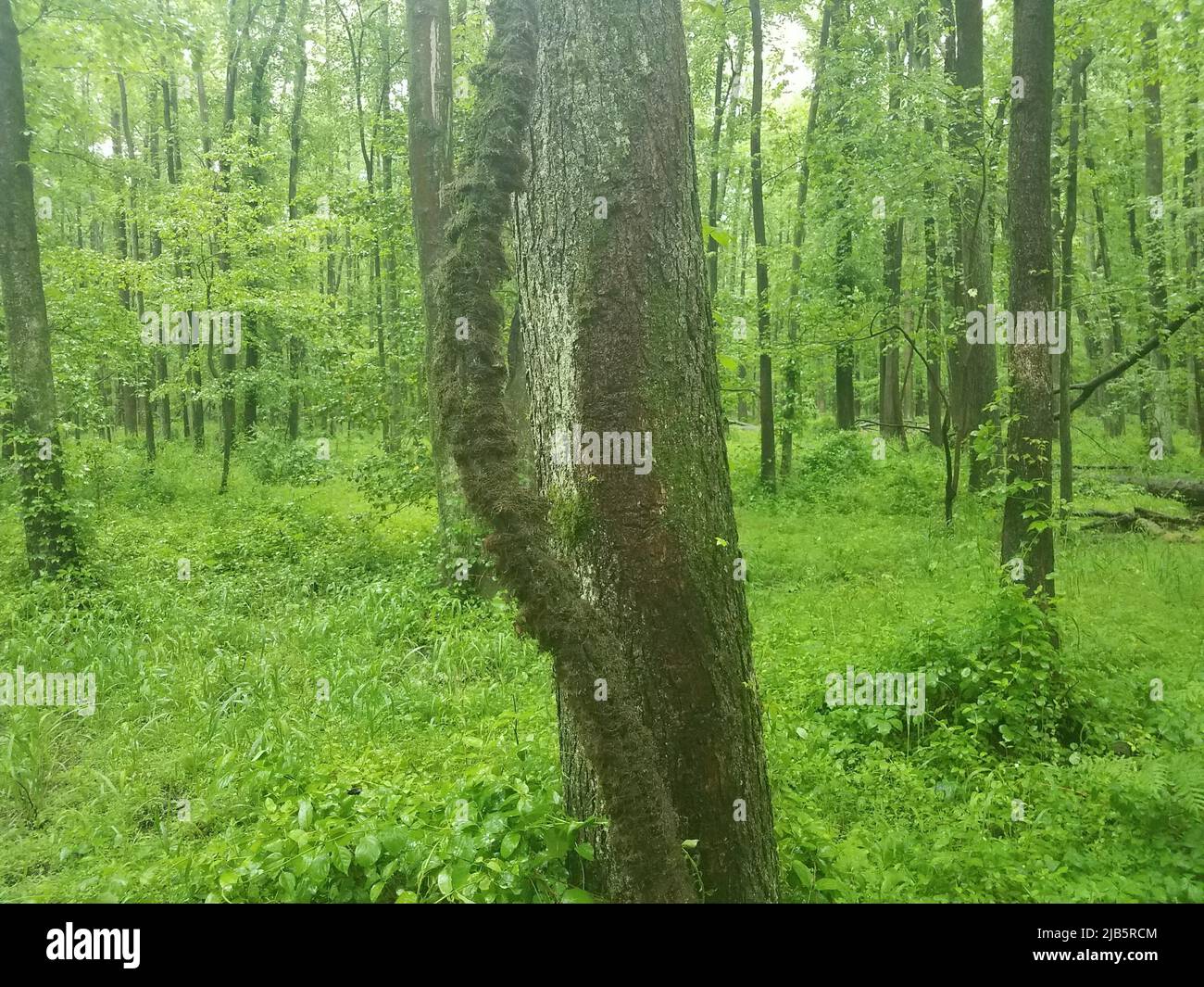 Invasive ivy forest hi-res stock photography and images - Alamy