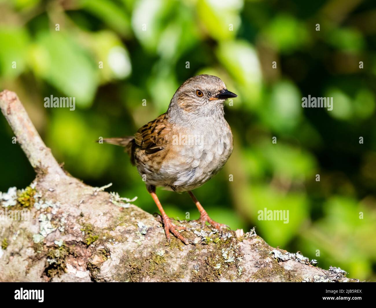 Uk countryside bird spring hi-res stock photography and images - Alamy