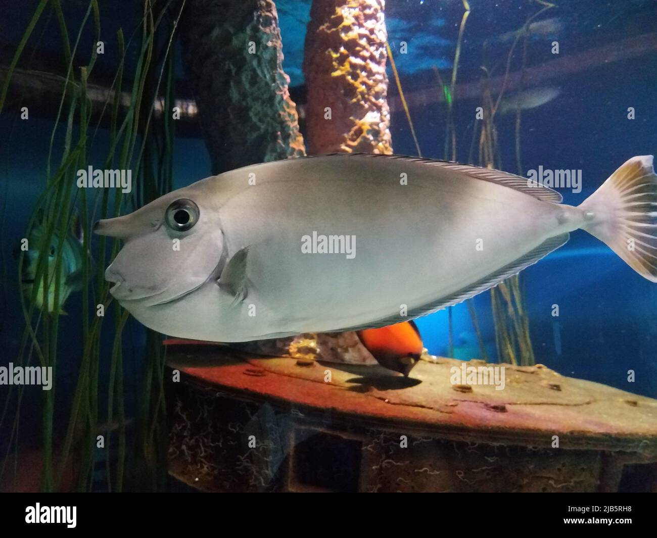 Strange nose hi-res stock photography and images - Alamy