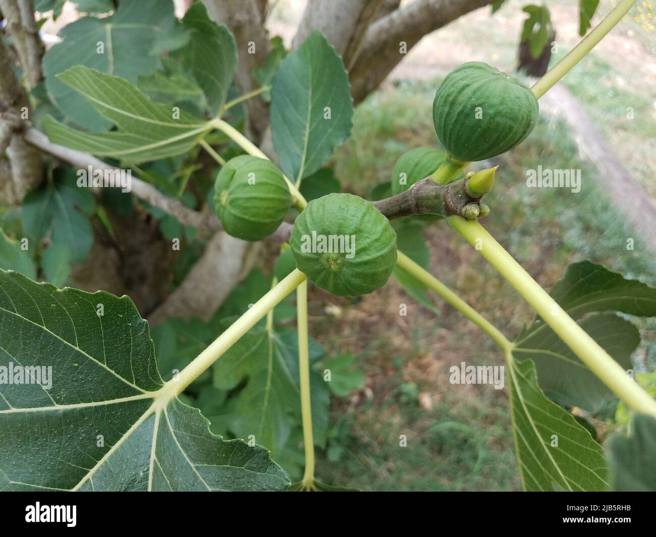 Fruit of fig tree hi-res stock photography and images - Alamy