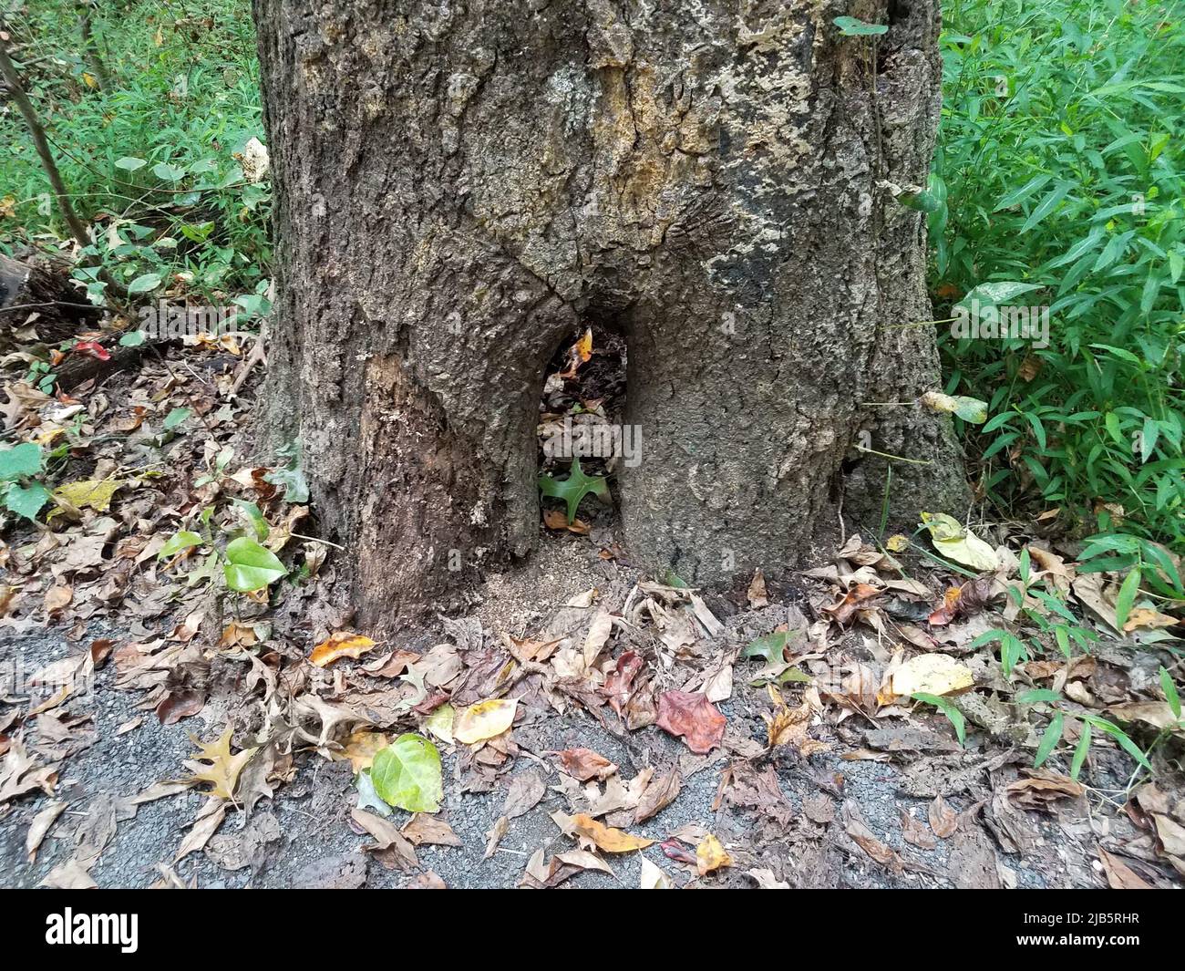 Tree base wood hi-res stock photography and images - Alamy