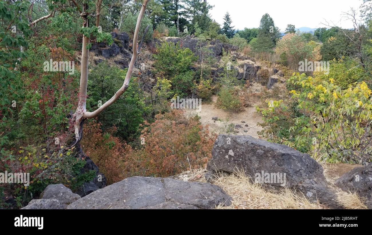 Lava rock with plant hi-res stock photography and images - Alamy