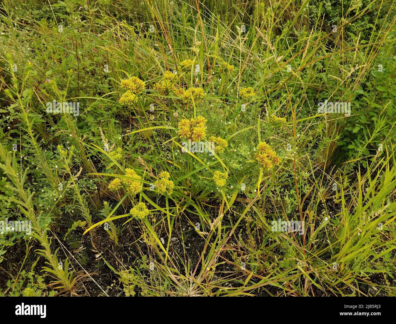 Soil flora hi-res stock photography and images - Alamy