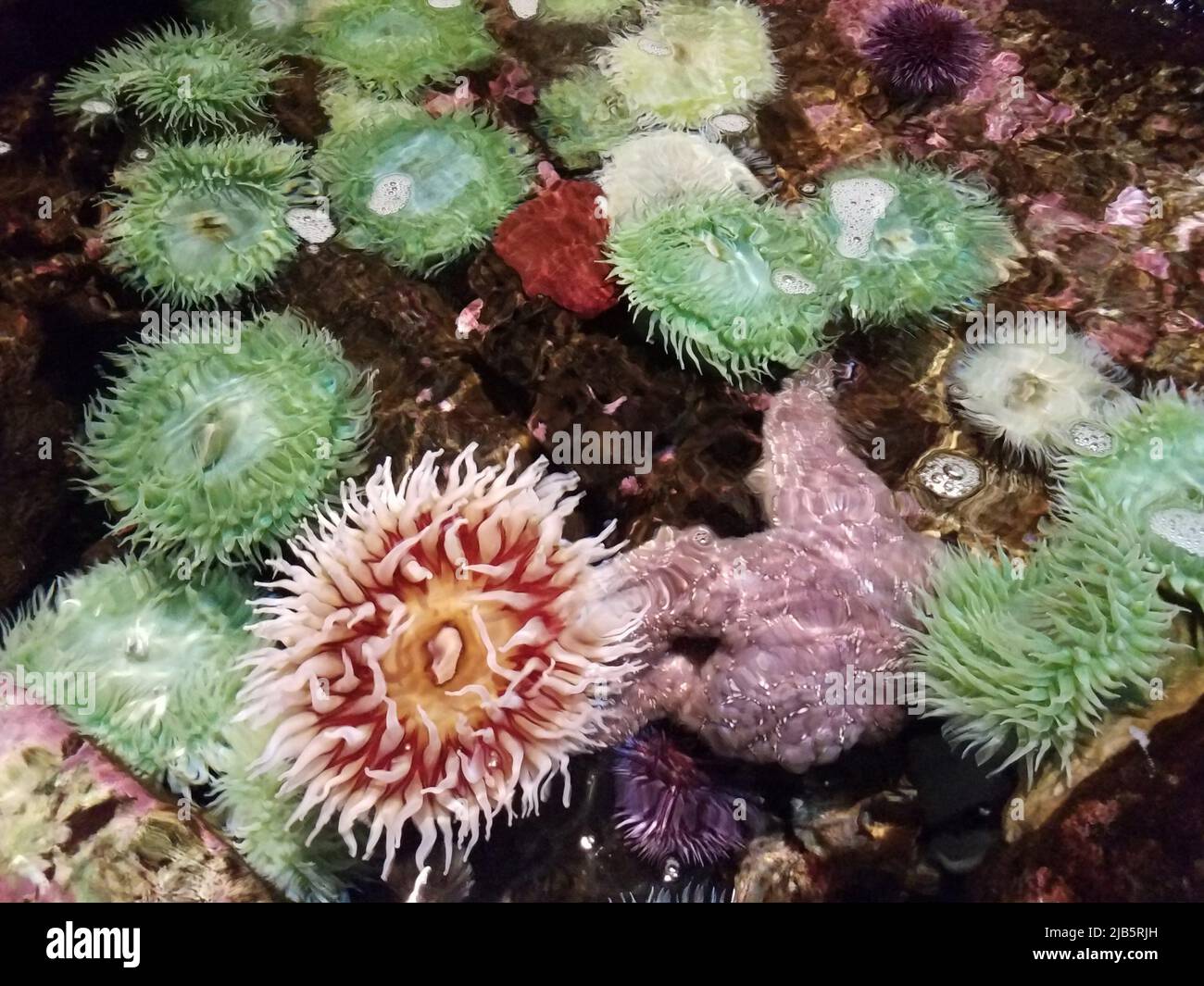 Starfish In Shallow Water High Resolution Stock Photography and Images ...