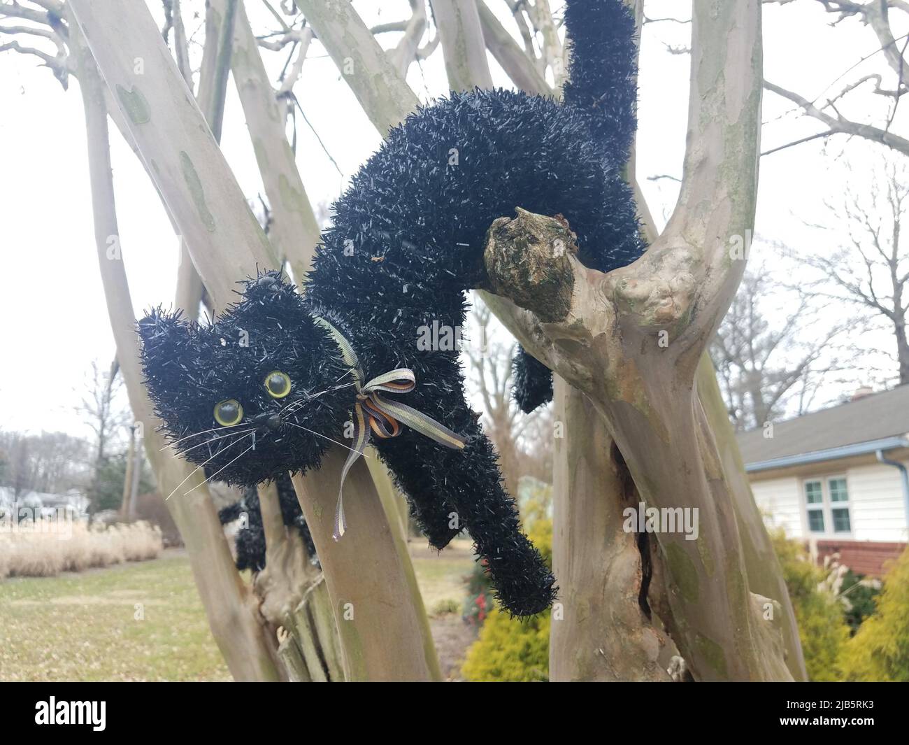 Black cat in tree hi-res stock photography and images - Alamy