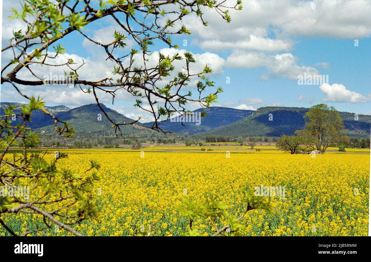 Rapeseed field in bloom in the Var Stock Photo - Alamy
