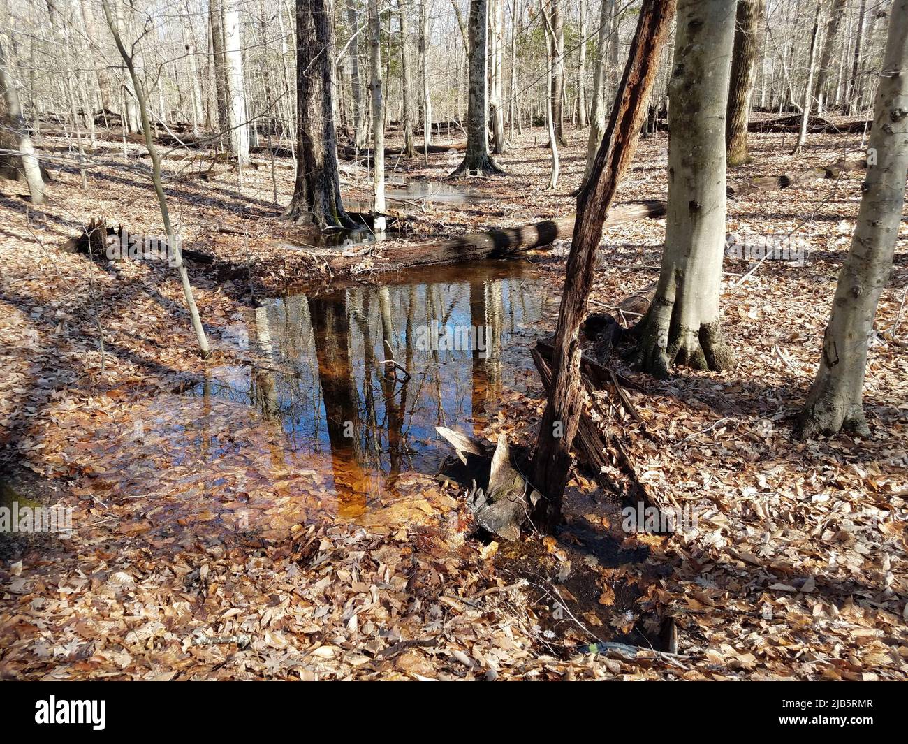 Saturated wood hi-res stock photography and images - Alamy