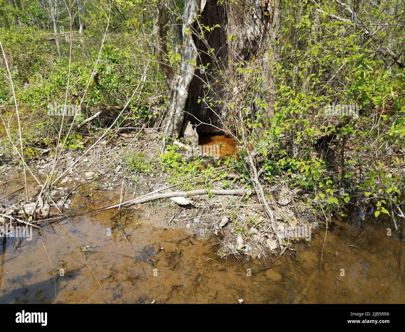 Swamp tree frog hi-res stock photography and images - Alamy