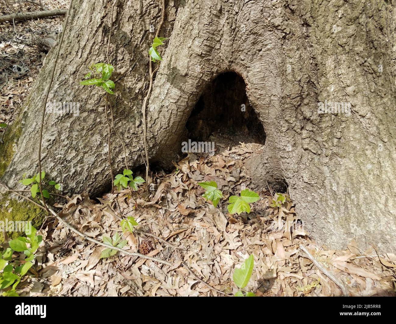 Poking head out of hole hi-res stock photography and images - Alamy