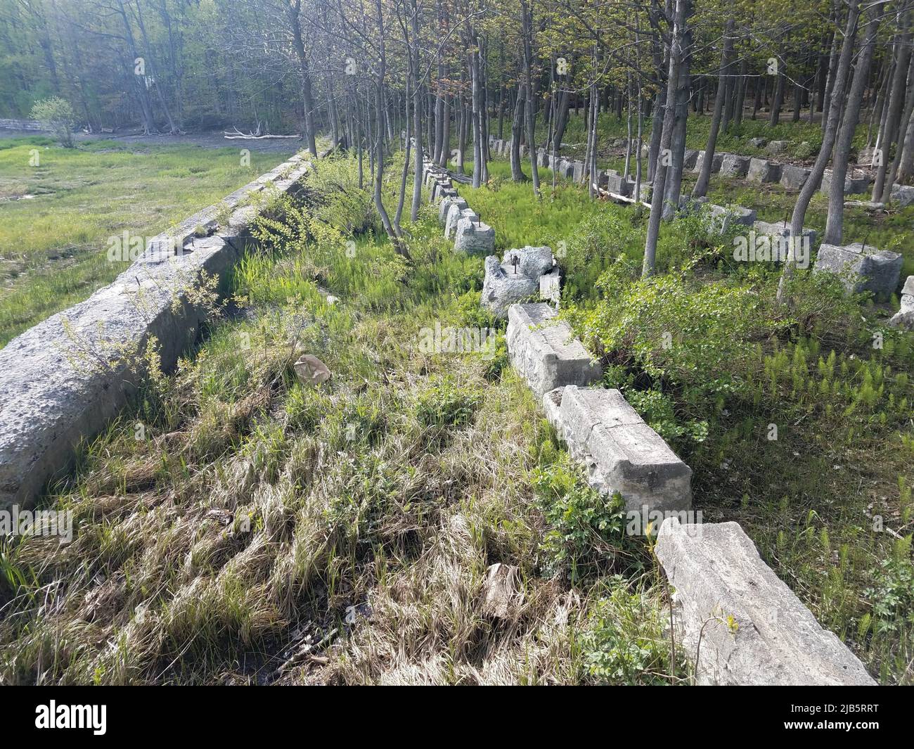 Cement tree hi-res stock photography and images - Alamy