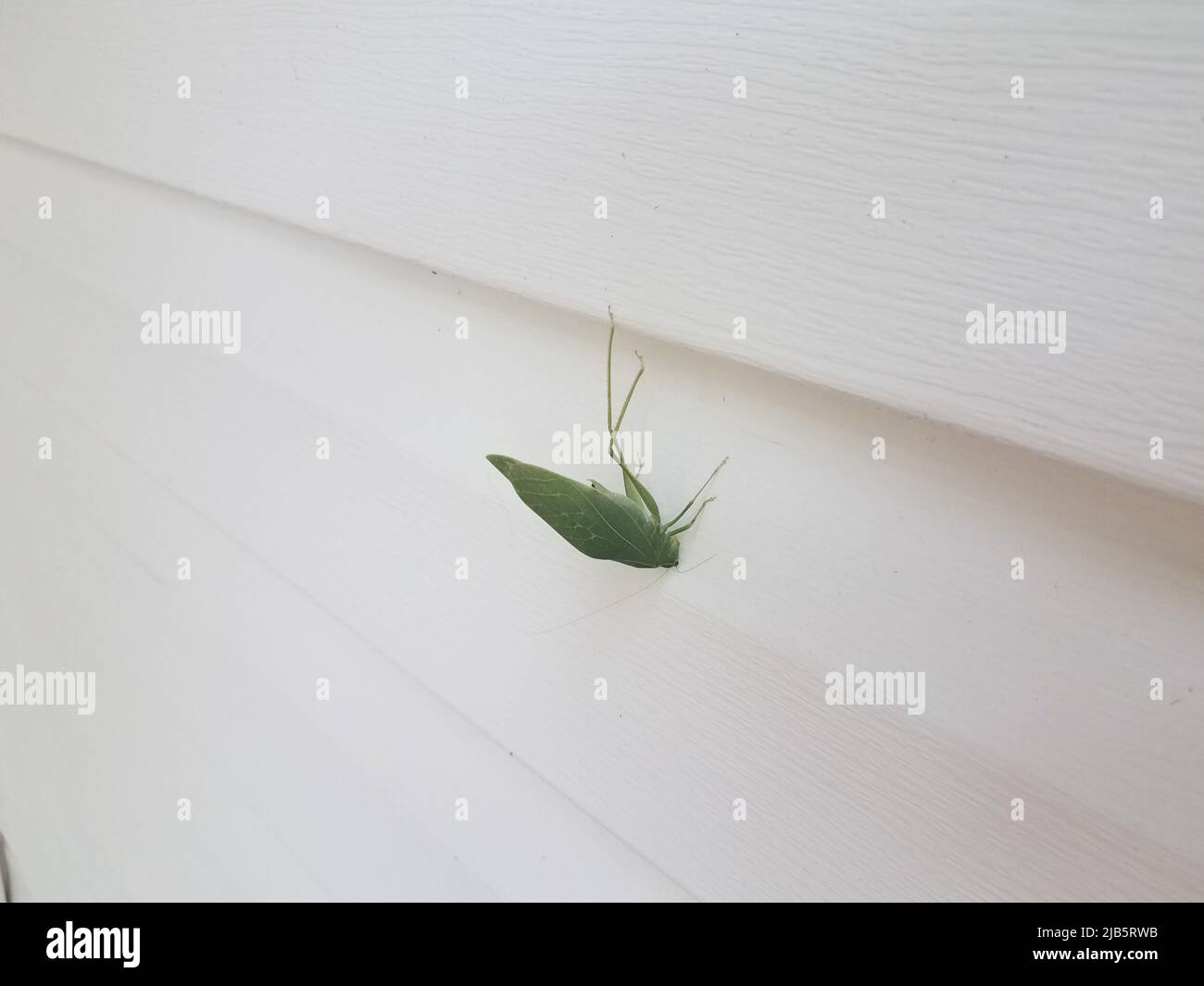 Green insect grasshopper hi-res stock photography and images - Alamy