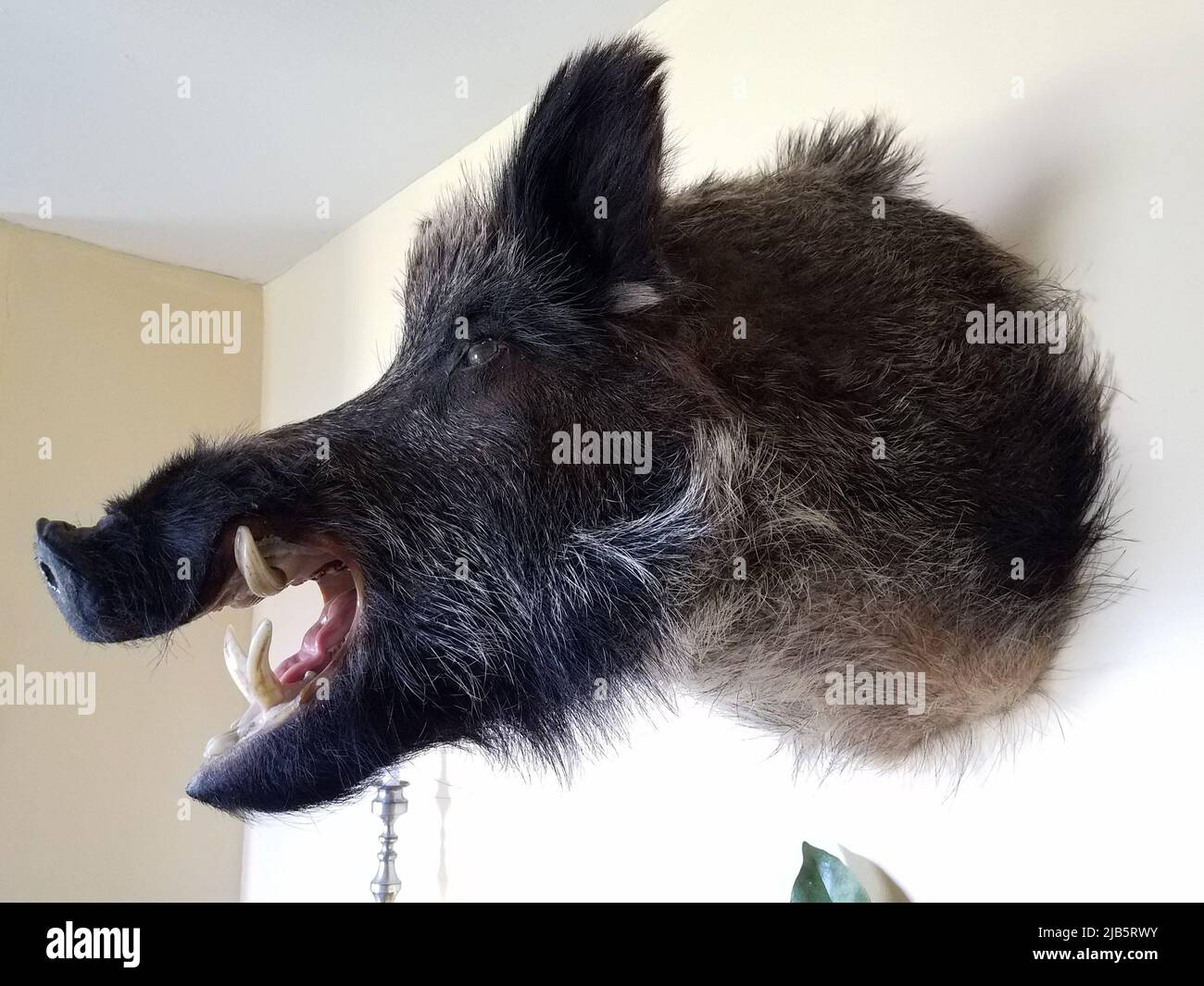 Wild boar taxidermy hi-res stock photography and images - Alamy