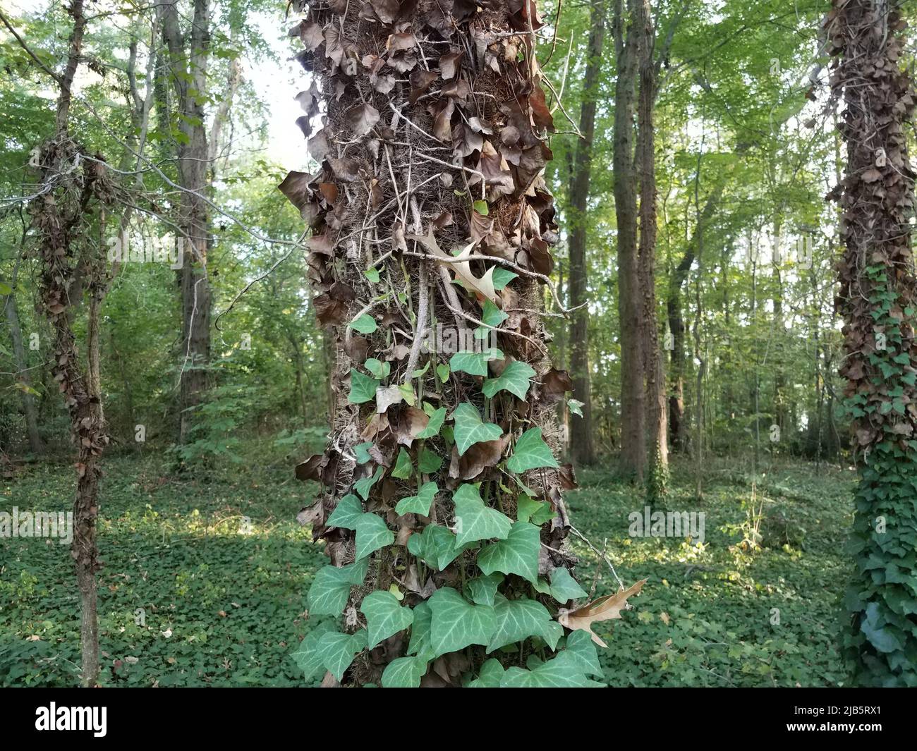 Plant and dead nature hi-res stock photography and images - Alamy