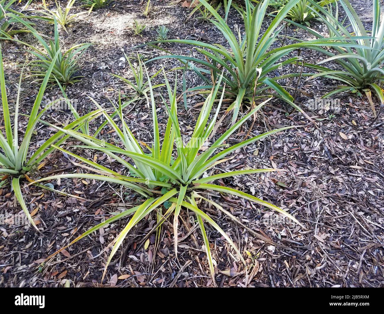 Brown ground hi-res stock photography and images - Alamy