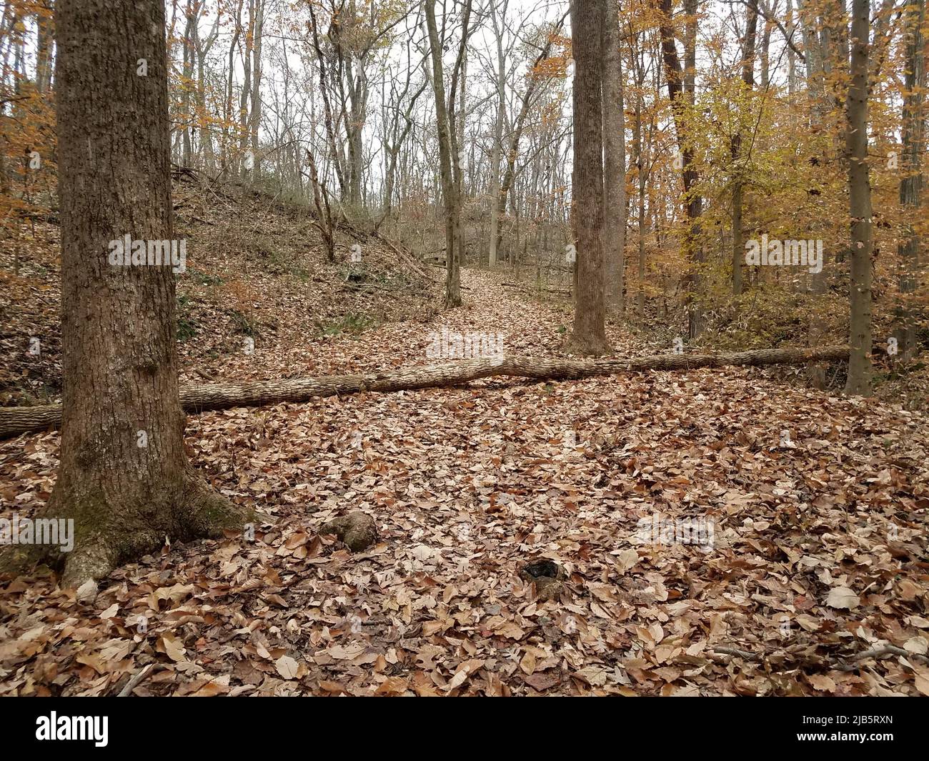 fallen tree or log or trunk on trail in forest or woods with leaves ...