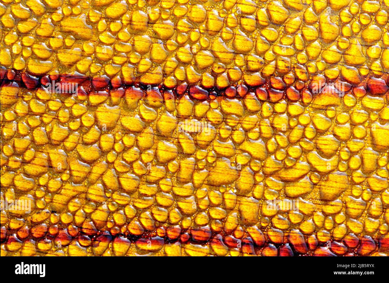 Morning dew drops on a varnished boat cockpit table Stock Photo - Alamy