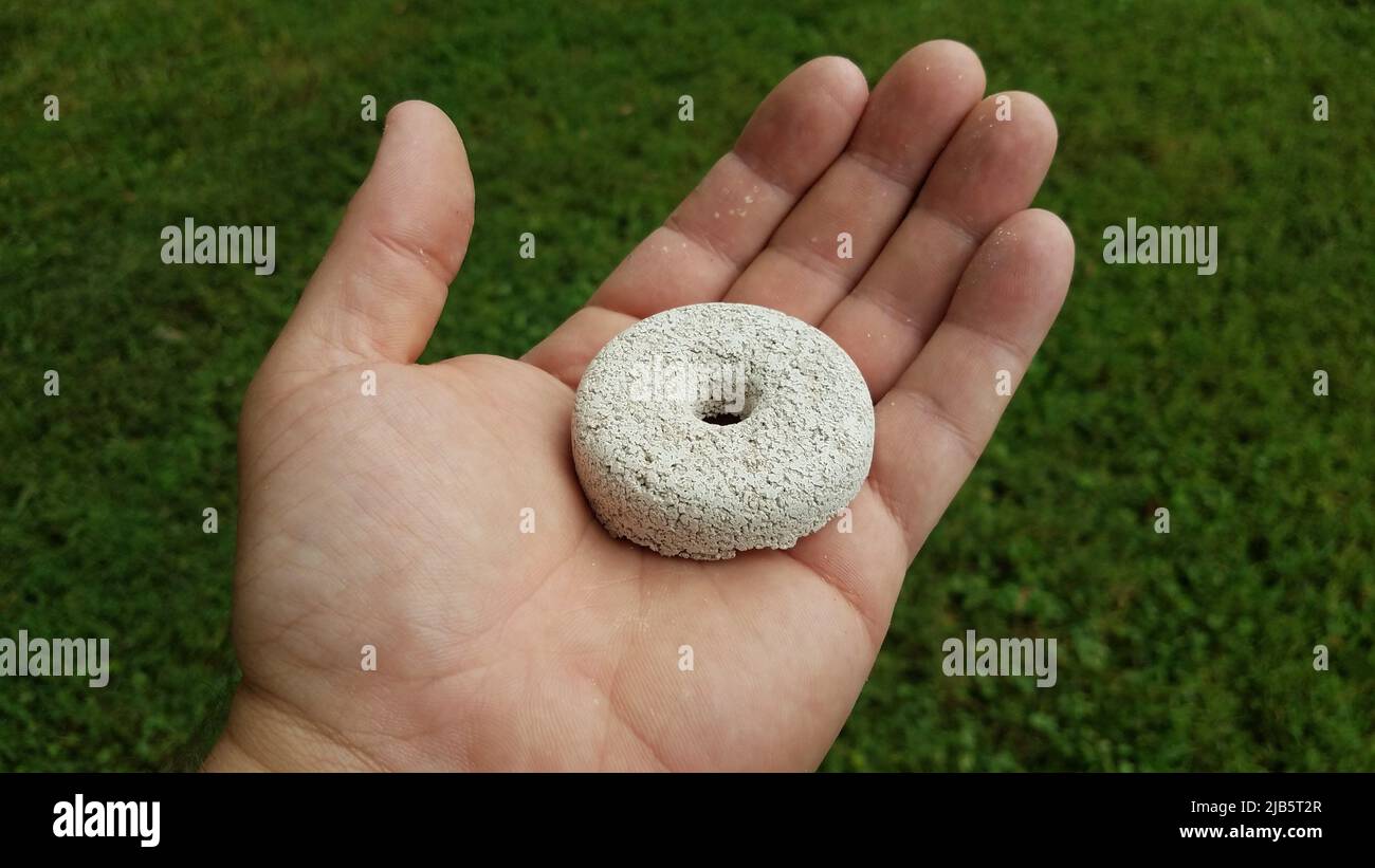 Hand holding insect hi-res stock photography and images - Alamy