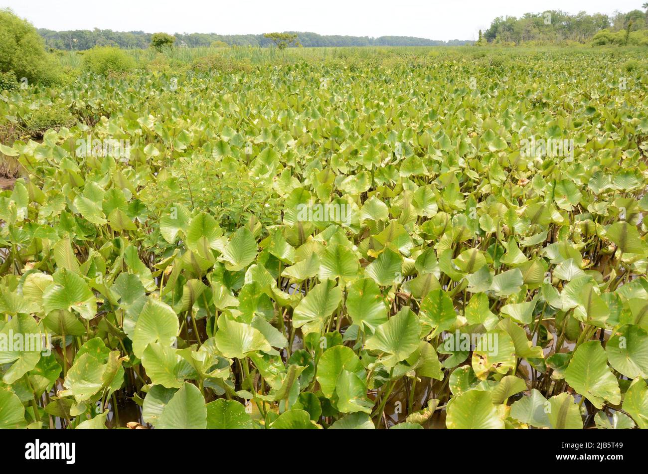 Murky wetland hi-res stock photography and images - Alamy