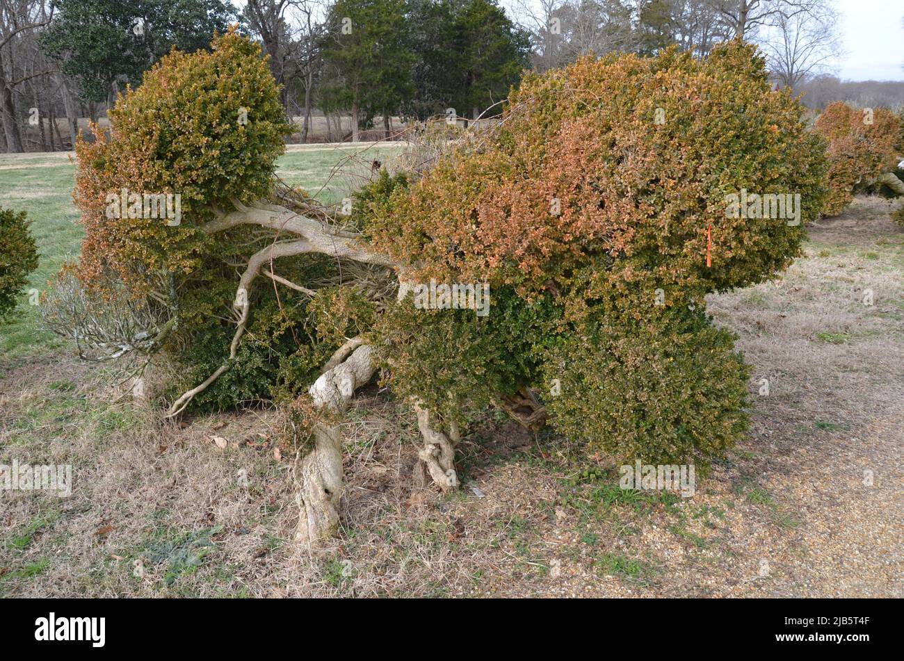 Tied to tree branch hi-res stock photography and images - Alamy