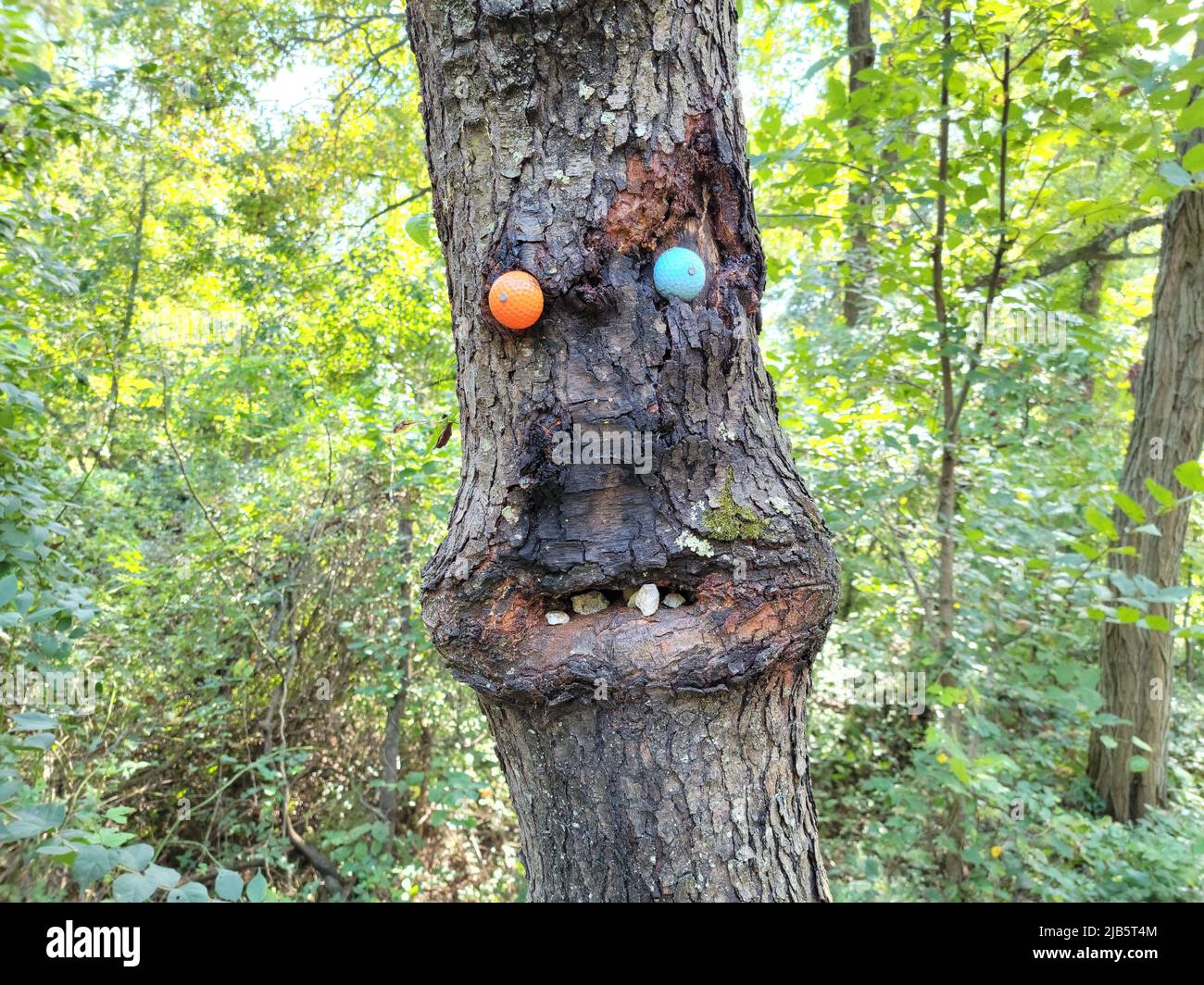 Rock tree forest hi-res stock photography and images - Alamy