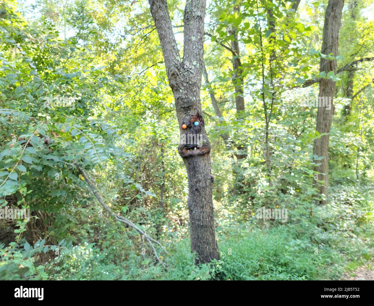 Face forest hi-res stock photography and images - Alamy