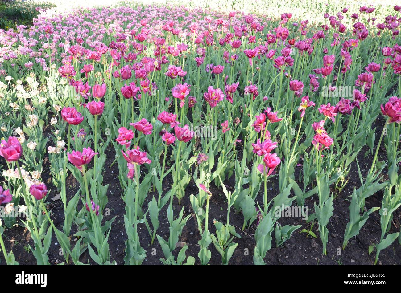 Dirt flowers hi-res stock photography and images - Alamy