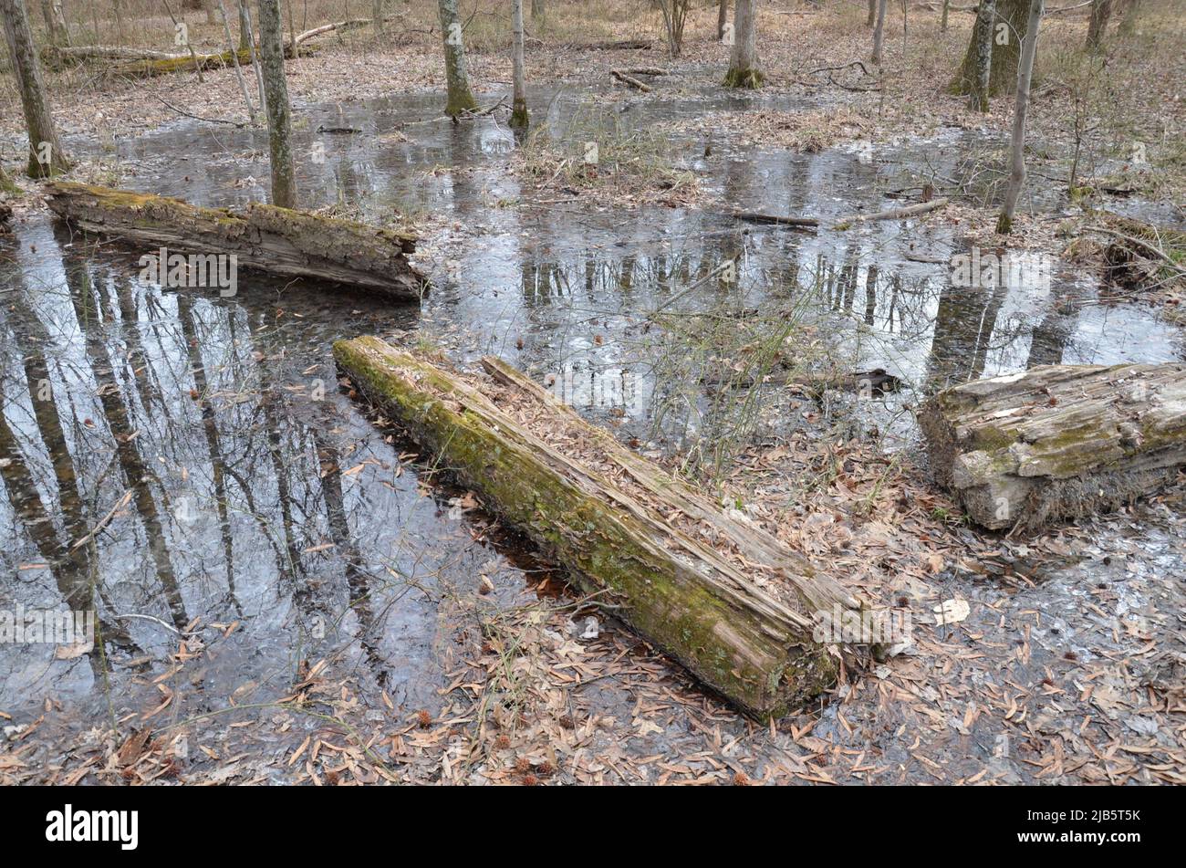 Wood logs in the water hi-res stock photography and images - Alamy