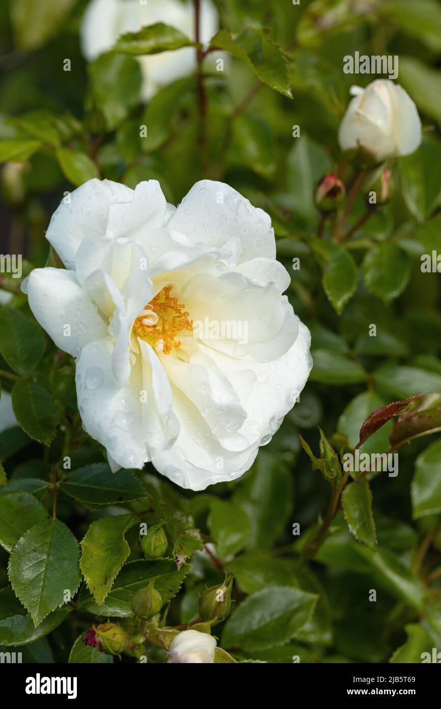 Roses ground cover hi-res stock photography and images - Alamy
