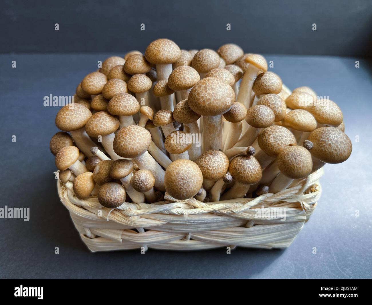 Fresh beige shimeji mushrooms in a wicker basket on a dark background ...