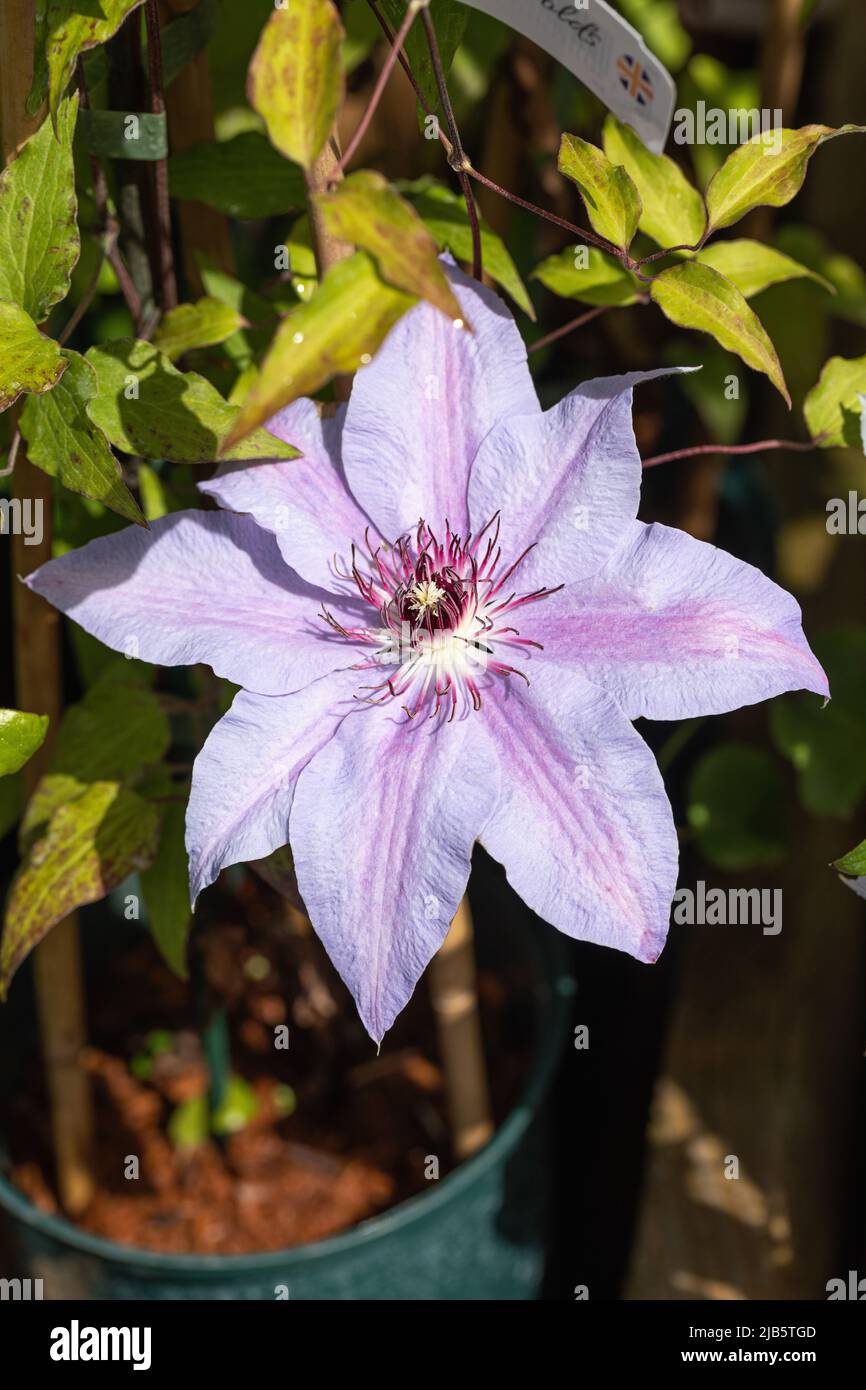 Close up of climbing Clematis The First Lady flowering in the UK Stock ...