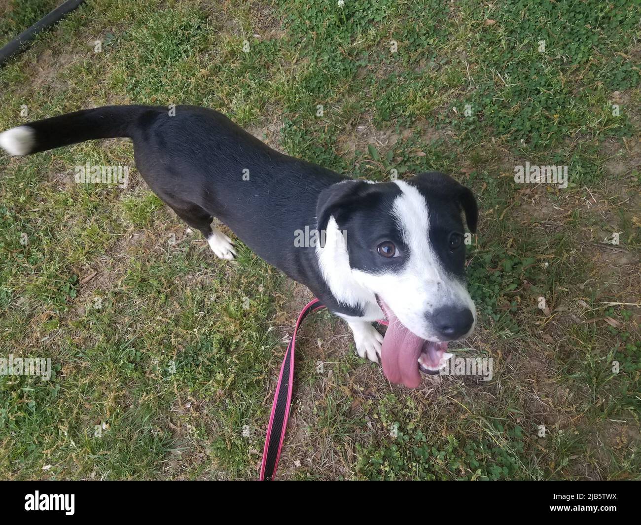 Baby leash hi-res stock photography and images - Alamy