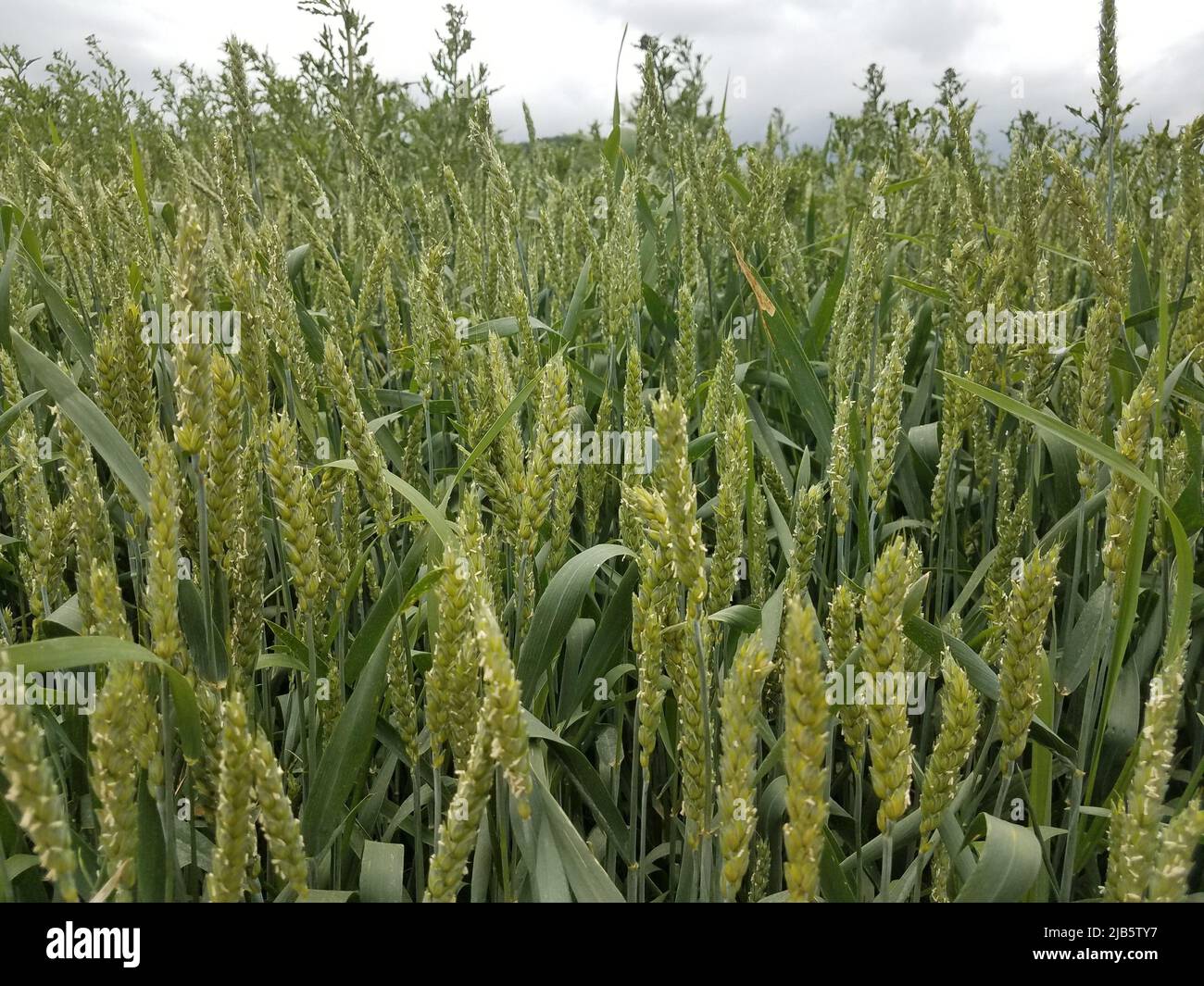 Green grass up close hi-res stock photography and images - Alamy
