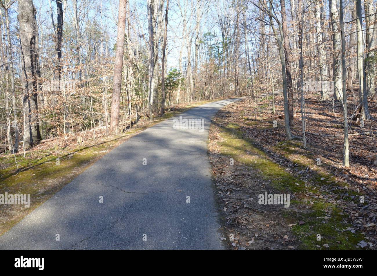 asphalt trail or path in forest or woods with trees Stock Photo - Alamy