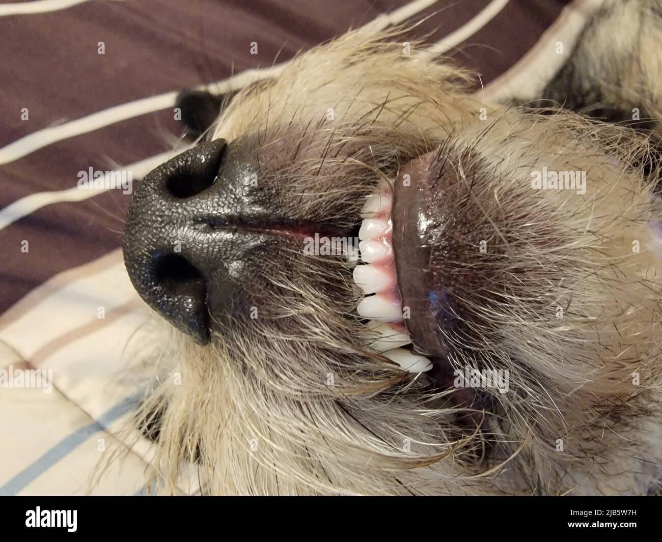How Sharp Are Puppies Teeth